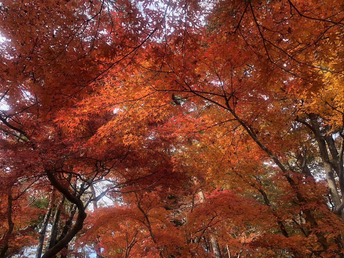 紅葉真っ盛りの埼玉・長瀞(ながとろ)、見どころは？｜co-keko-co