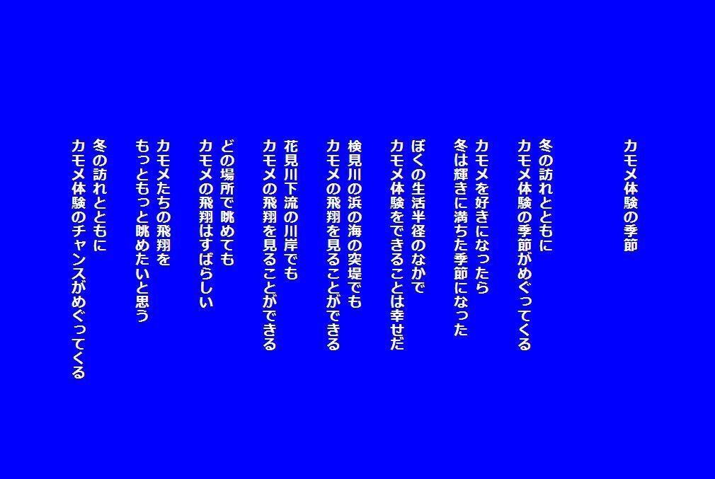 カモメ体験の季節｜西尾征紀 （Nishio Masanori）