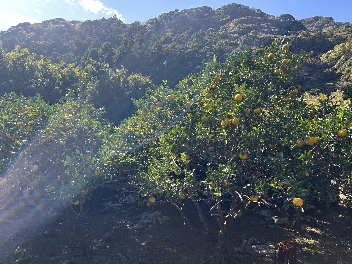 ミカン栽培：家庭菜園の記録#4追肥編｜Yoshi＠投資と街づくり