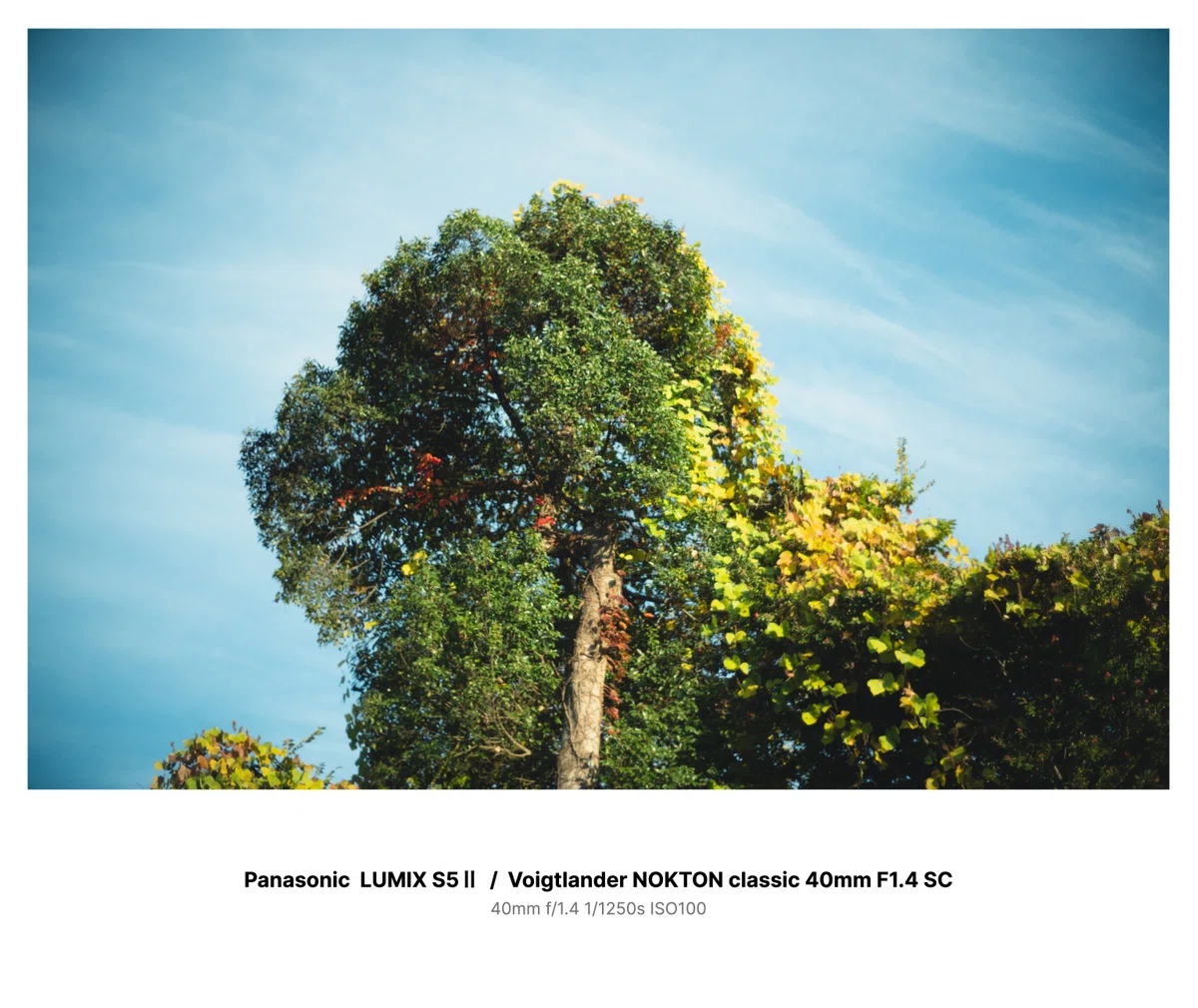 #33 practice with NOKTON Classic 40mm F1.4 SC | Nov. 2025｜fotokkur/フォトックル📷