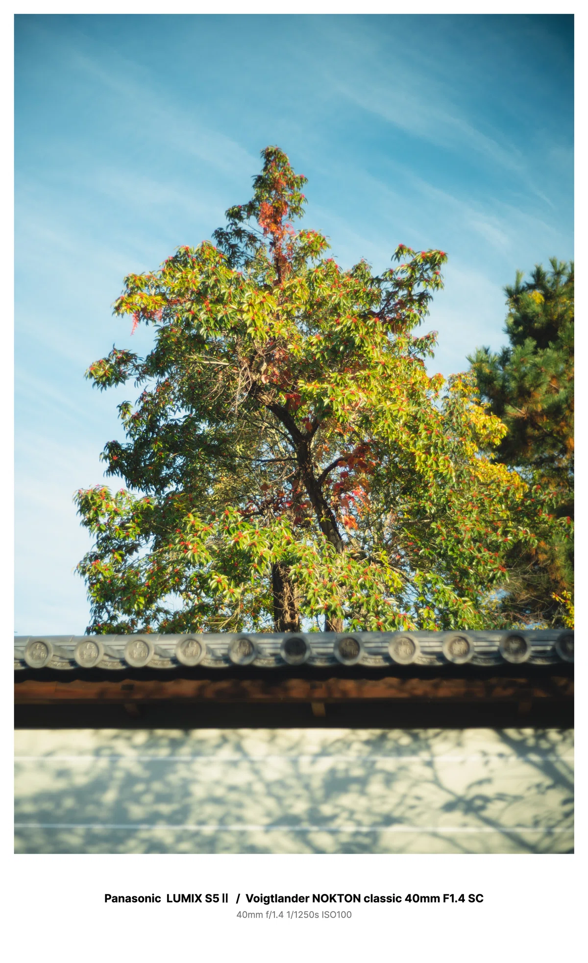 #33 practice with NOKTON Classic 40mm F1.4 SC | Nov. 2025｜fotokkur/フォトックル📷
