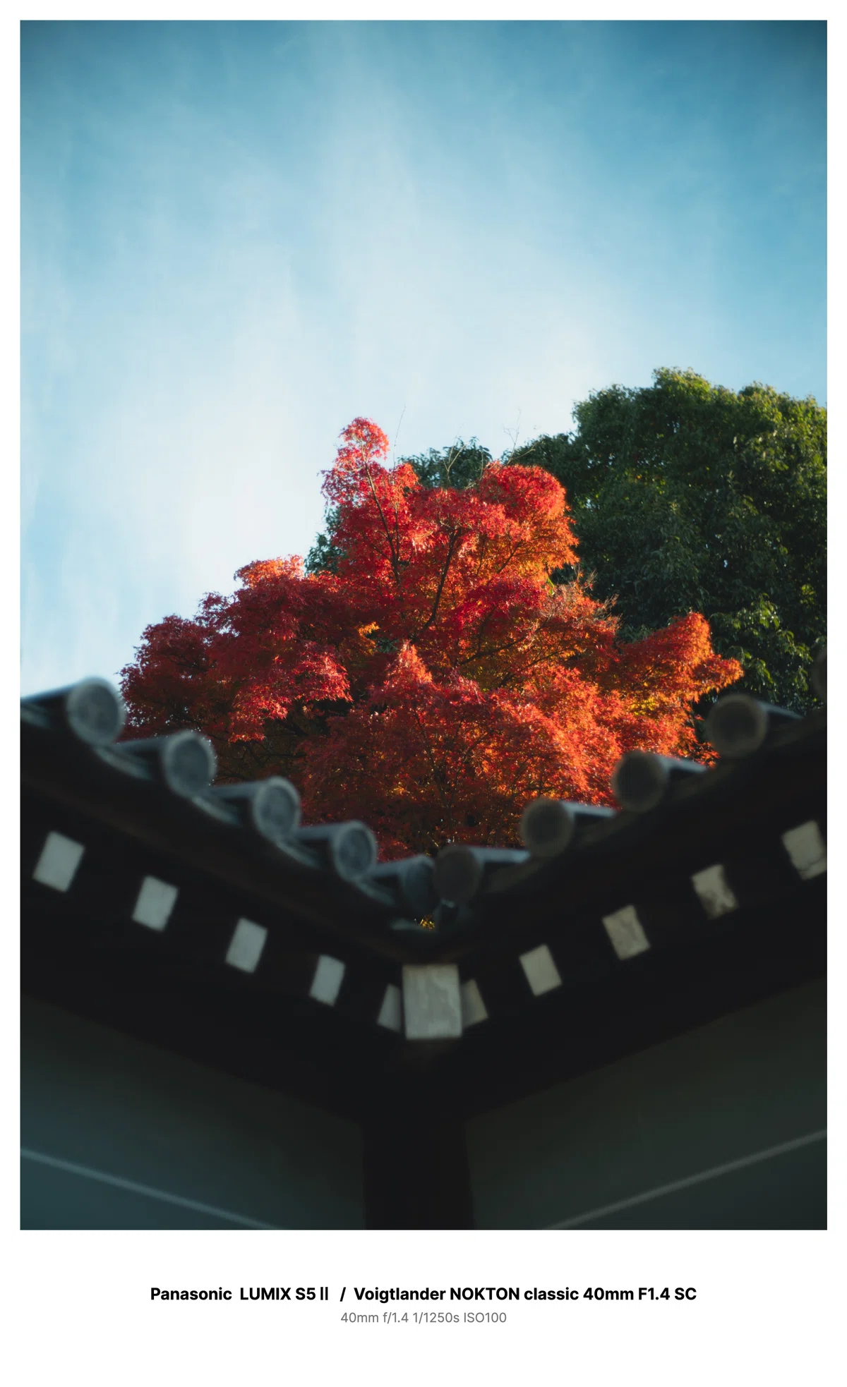 #33 practice with NOKTON Classic 40mm F1.4 SC | Nov. 2025｜fotokkur/フォトックル📷