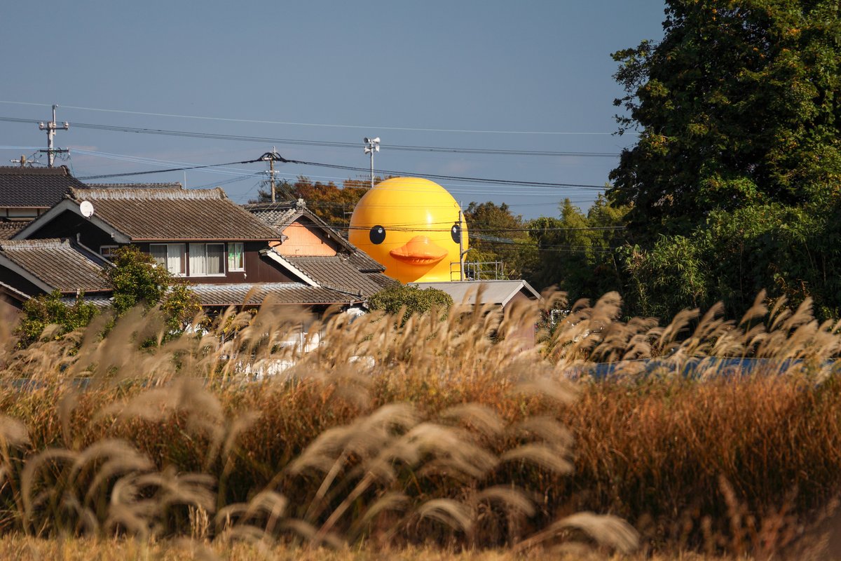 大分に巨大アヒルがやってきた｜Toru Shiratori