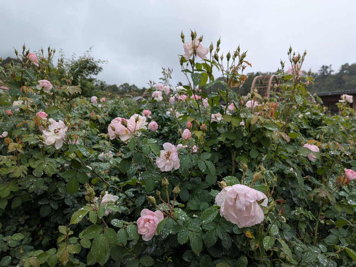 note旅行記は"誰"が書く？（後編）｜karine_tln