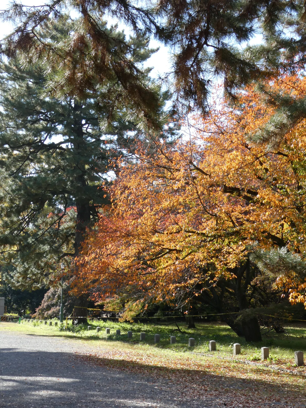 TZ99と行く紅葉の京都｜SabaScript