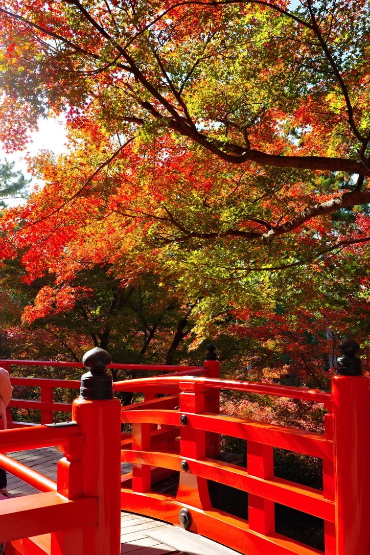 [GR IIIx] 京都 紅葉を楽しむ｜Jun Miyachi / 宮地 潤