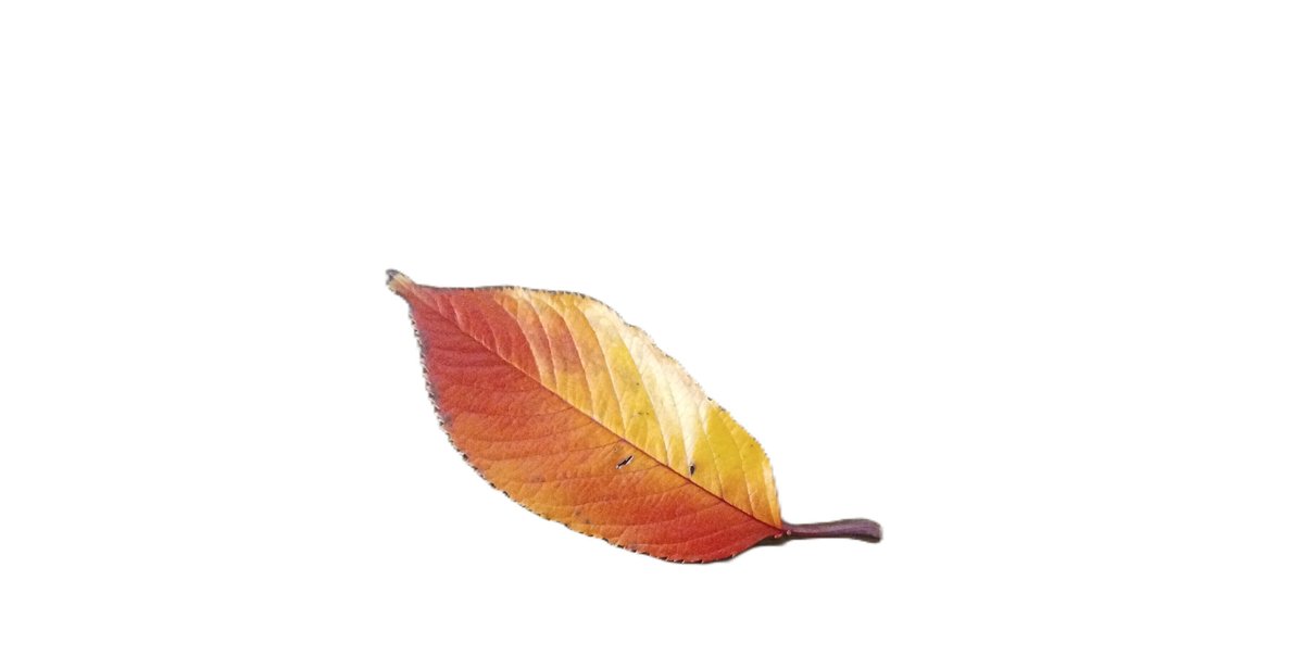 誕生日だったね｜mayu*days