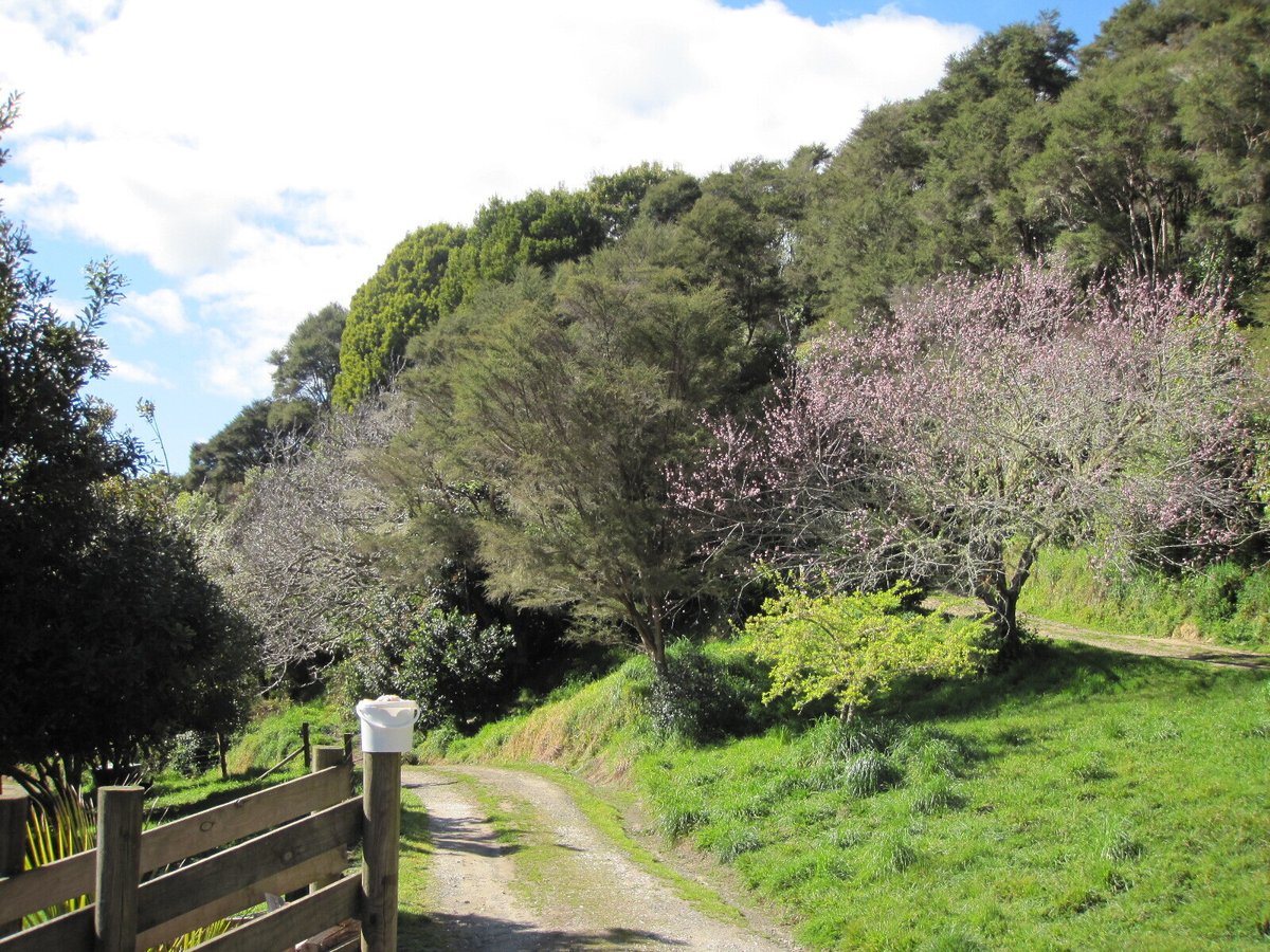 #20 From Firewood to Macadamias｜Uki3