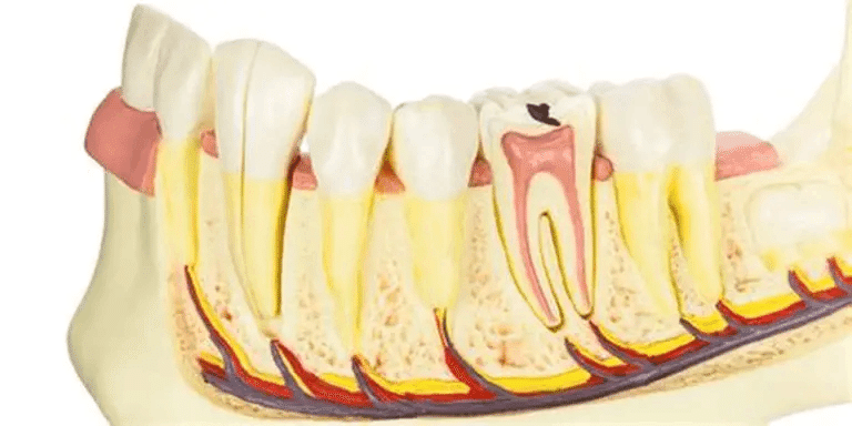 なぜ歯の神経（歯髄）はこんなに痛むのか？ “歯髄が叫ぶメカニズム”を専門医がわかりやすく解説します｜Shinichi Takeuchi