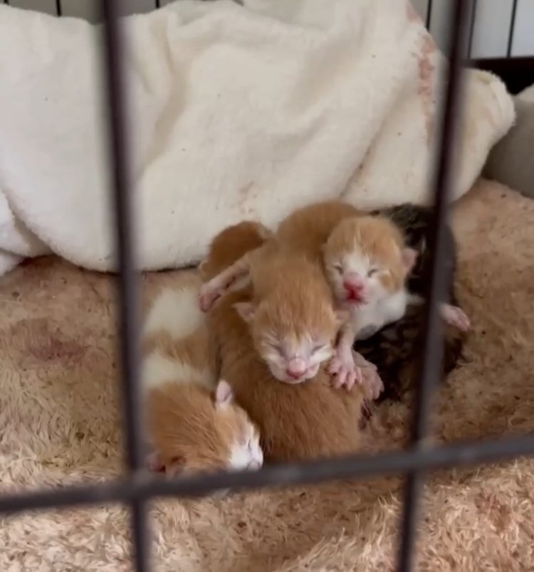 親猫のその後。｜DJ KENJEE