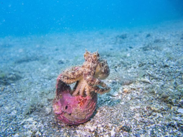 上級なら、なおさら楽しめる｜ippei shimamura