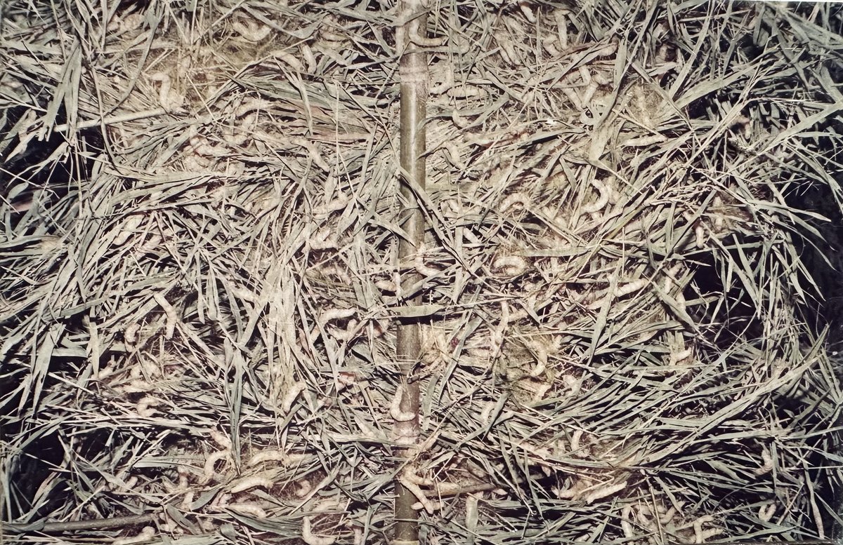 魔除けの下で育つ蚕たち─カンボット州タコー村の1995年｜IKTTクメール伝統織物