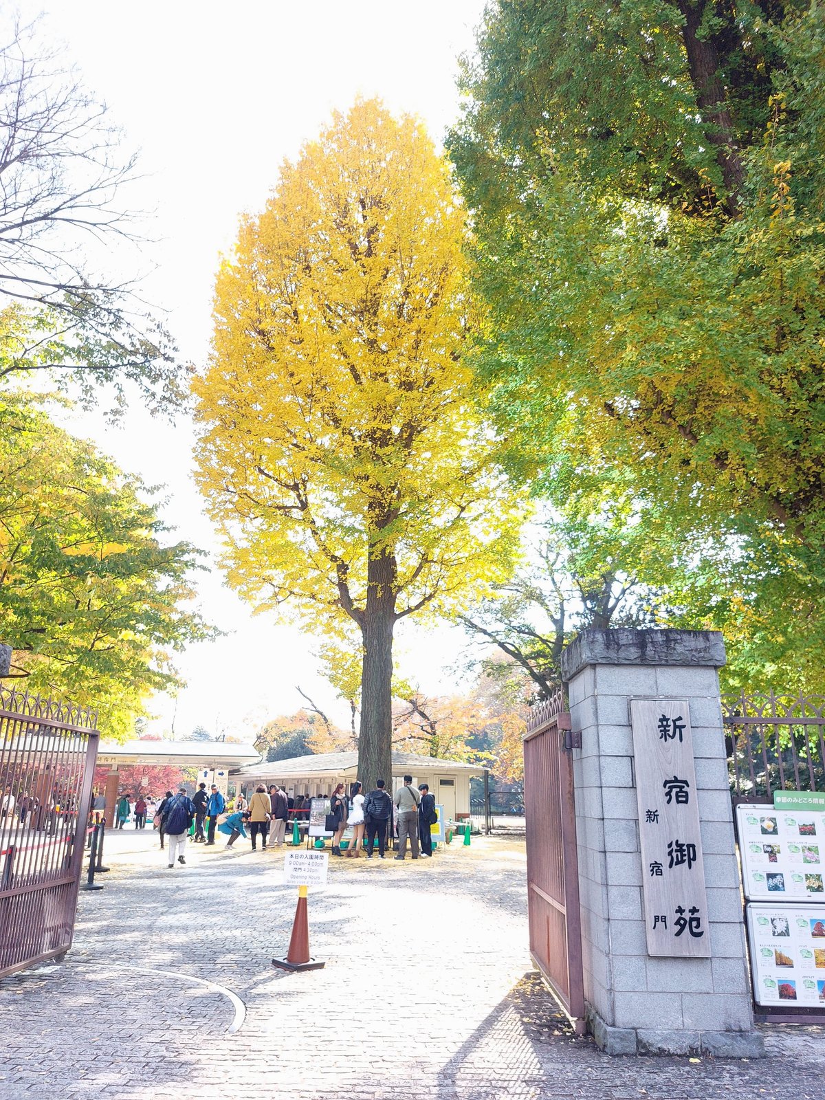みかん花便り(2025年11月号)｜琴ノ葉みかん (Mikan Kotonoha)