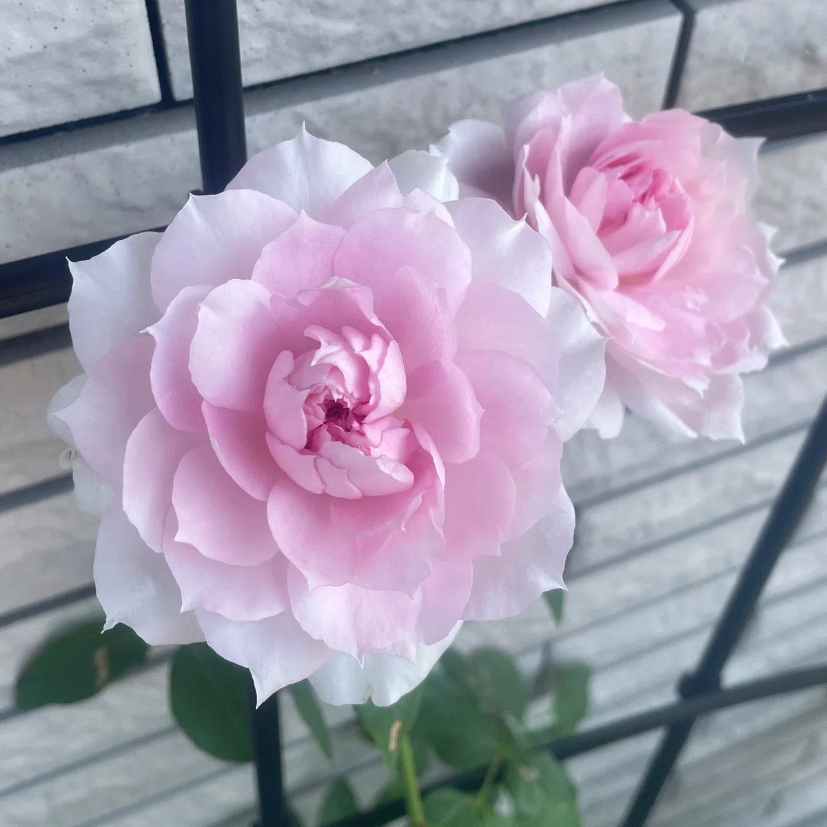 Rose Disease Resistance Types You Should Know｜sou｜バラのお話🌹