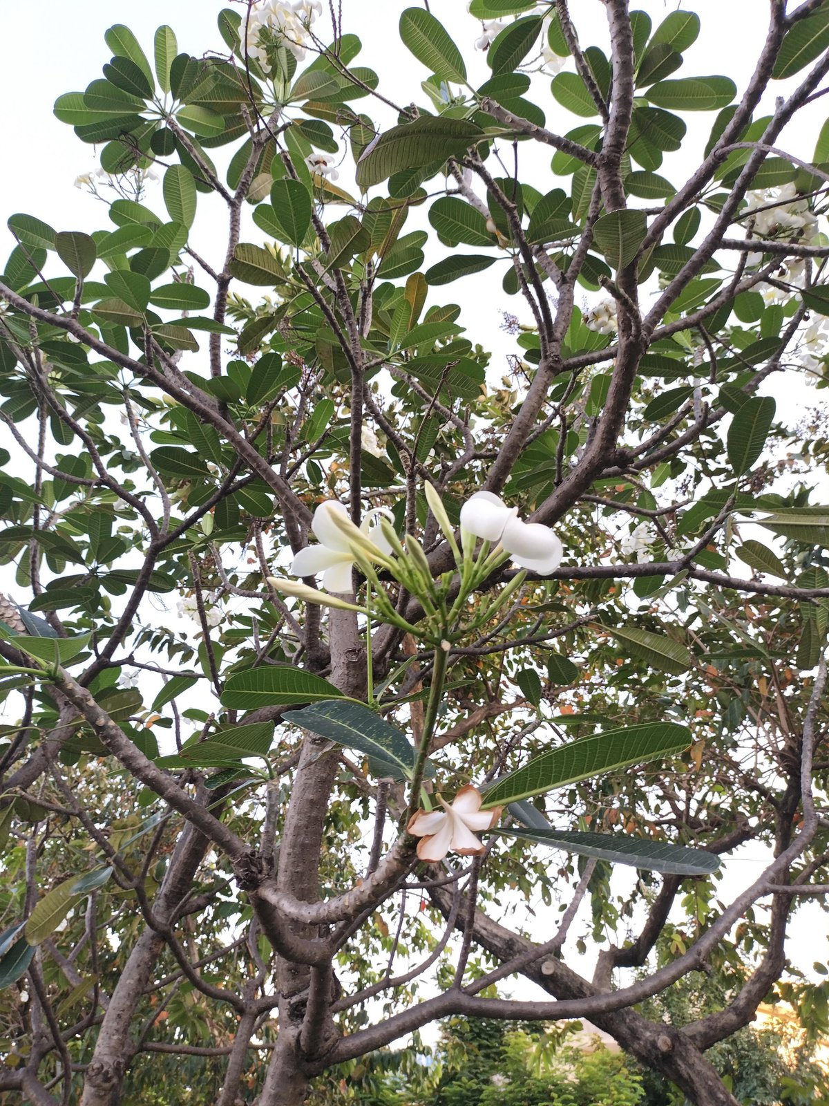 さんぽ｜RYOSUKE｜ホーチミン在住