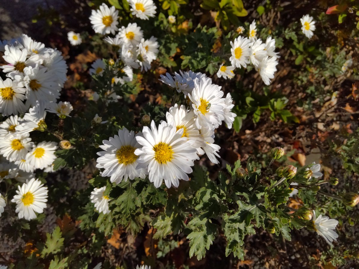 歩きながら秋色を探している｜mion