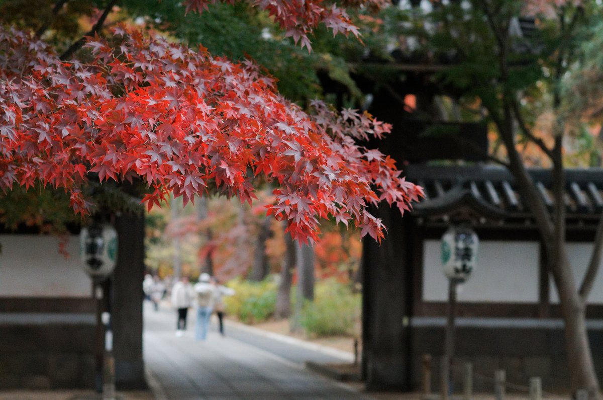 第37話 松戸市「東漸寺」と「本土寺」の紅葉｜Yasuhiro Ts