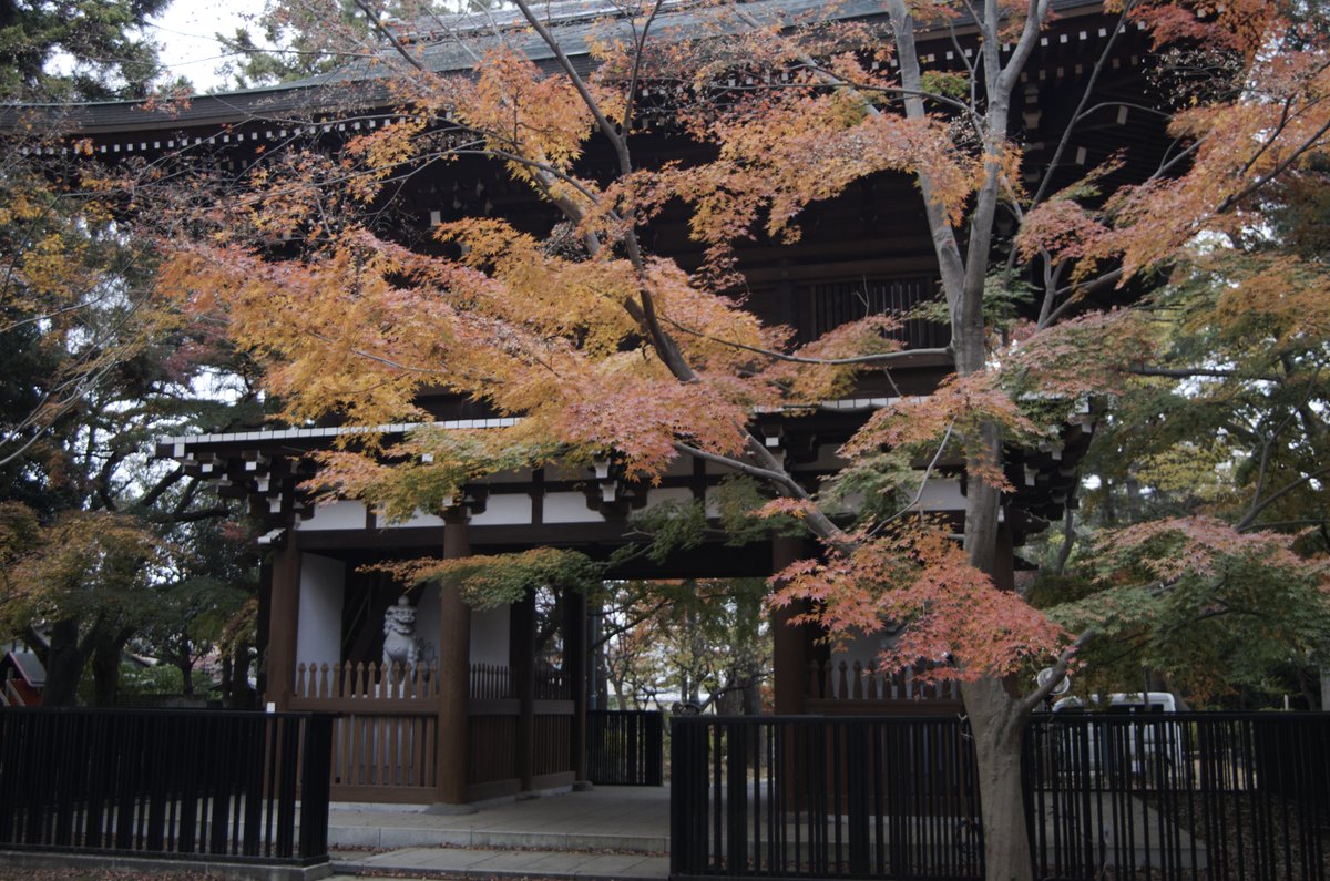 第37話 松戸市「東漸寺」と「本土寺」の紅葉｜Yasuhiro Ts