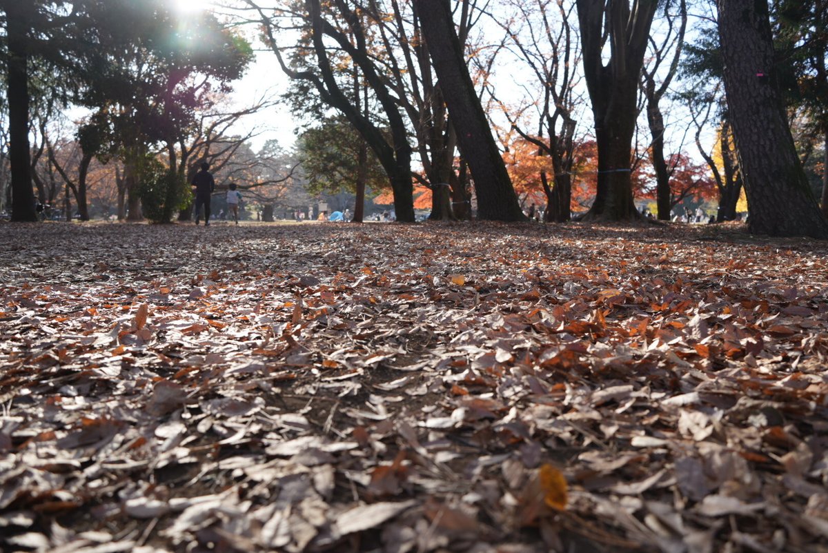 😵フルサイズ1週間で痛感…！初心者が必ず戸惑う“5つの落とし穴”【α7C II】😵｜Juncci TV × Iropick Life ～便利な ...