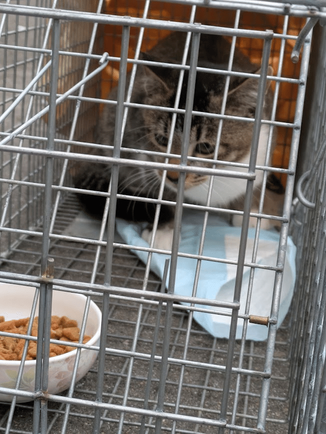 🐾外猫TNR活動の現場から考える──餌場とトイレ管理の実践と倫理｜東北イタコ（Tohoku I-ST）