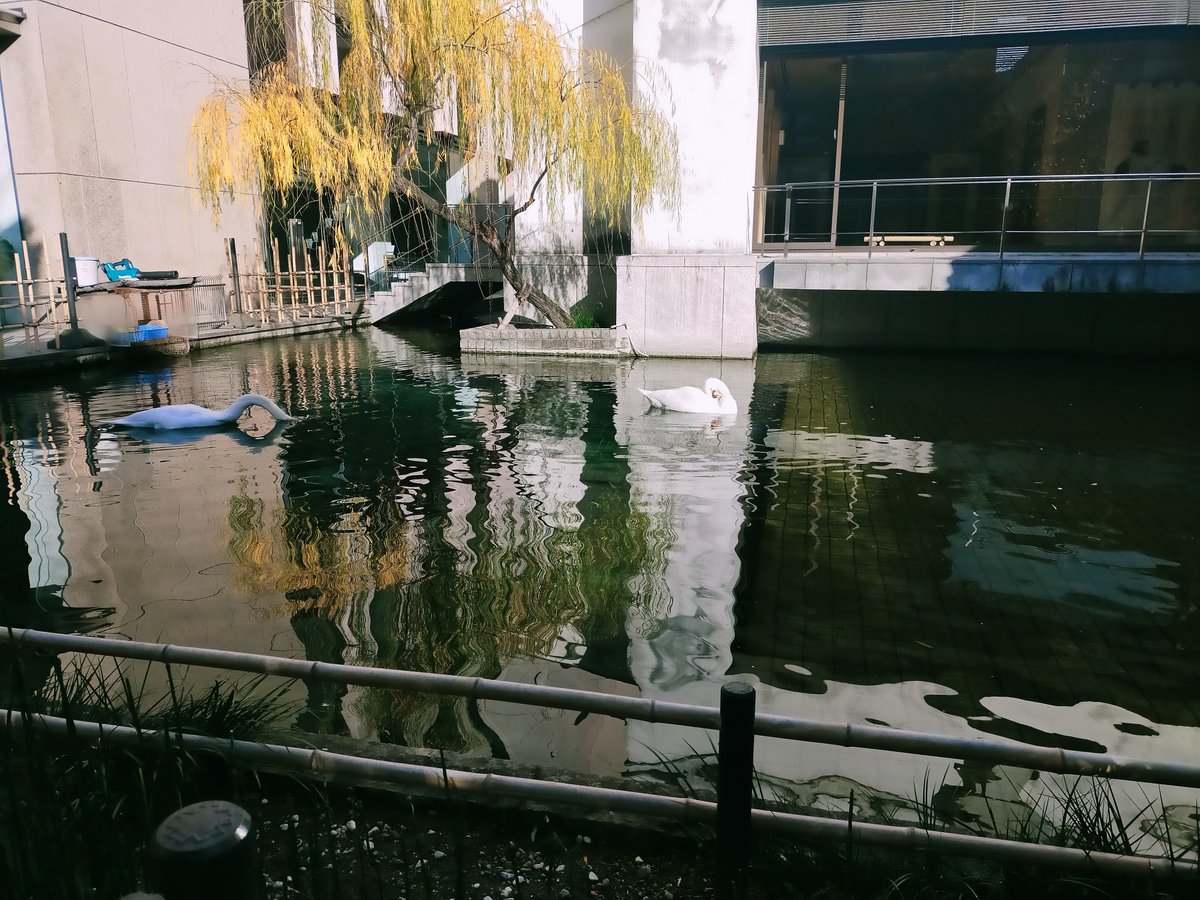 都会のオアシス｜suzu_yama