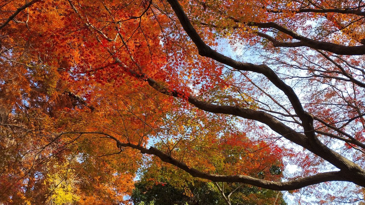 ポインセチアの季節｜mayu*days