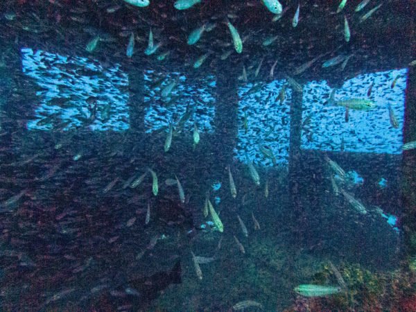 あぁロマンチック｜ippei shimamura