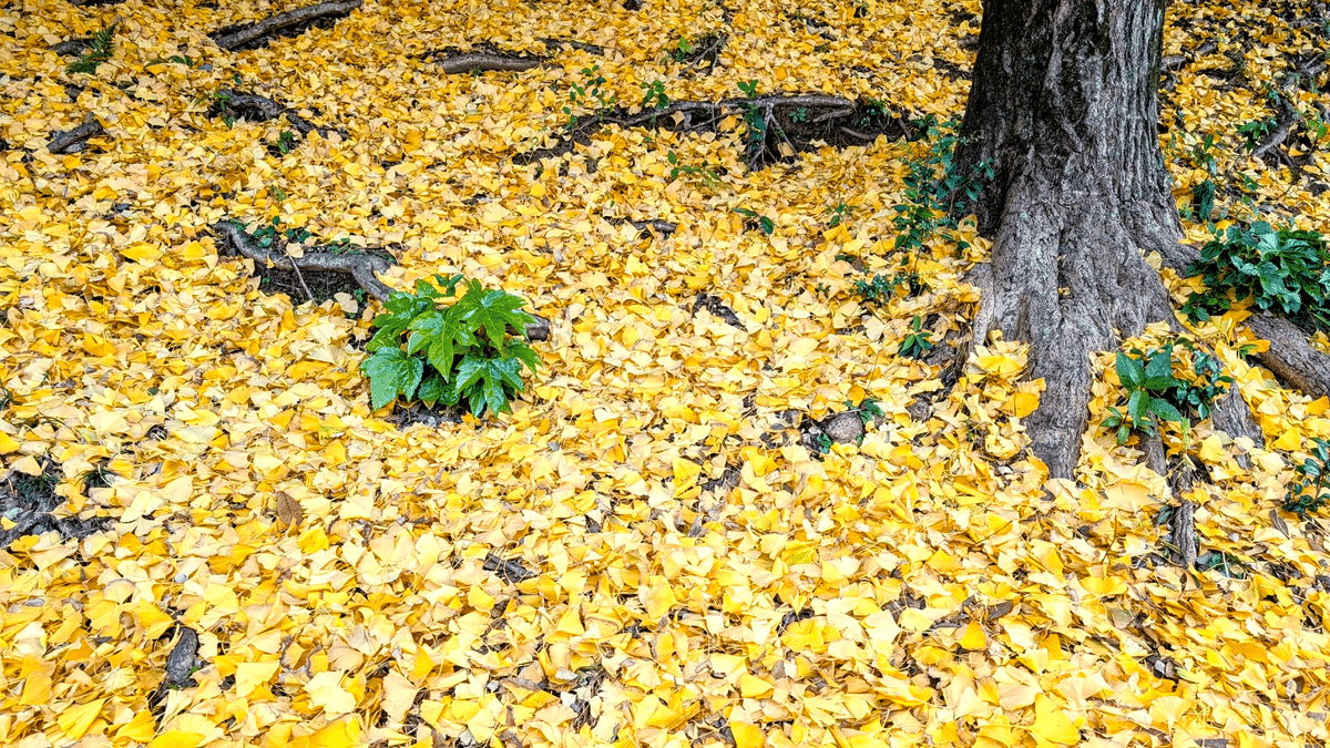 【写真日記】秋の名残と冬の華｜3時のおやつ | 食養生を楽しむ🌿