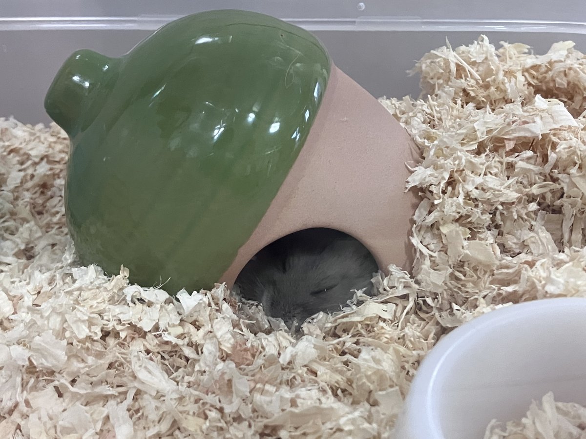 【ハムスター】りみ様 観察日記(20) 12/1〜12/7｜ichi LABO