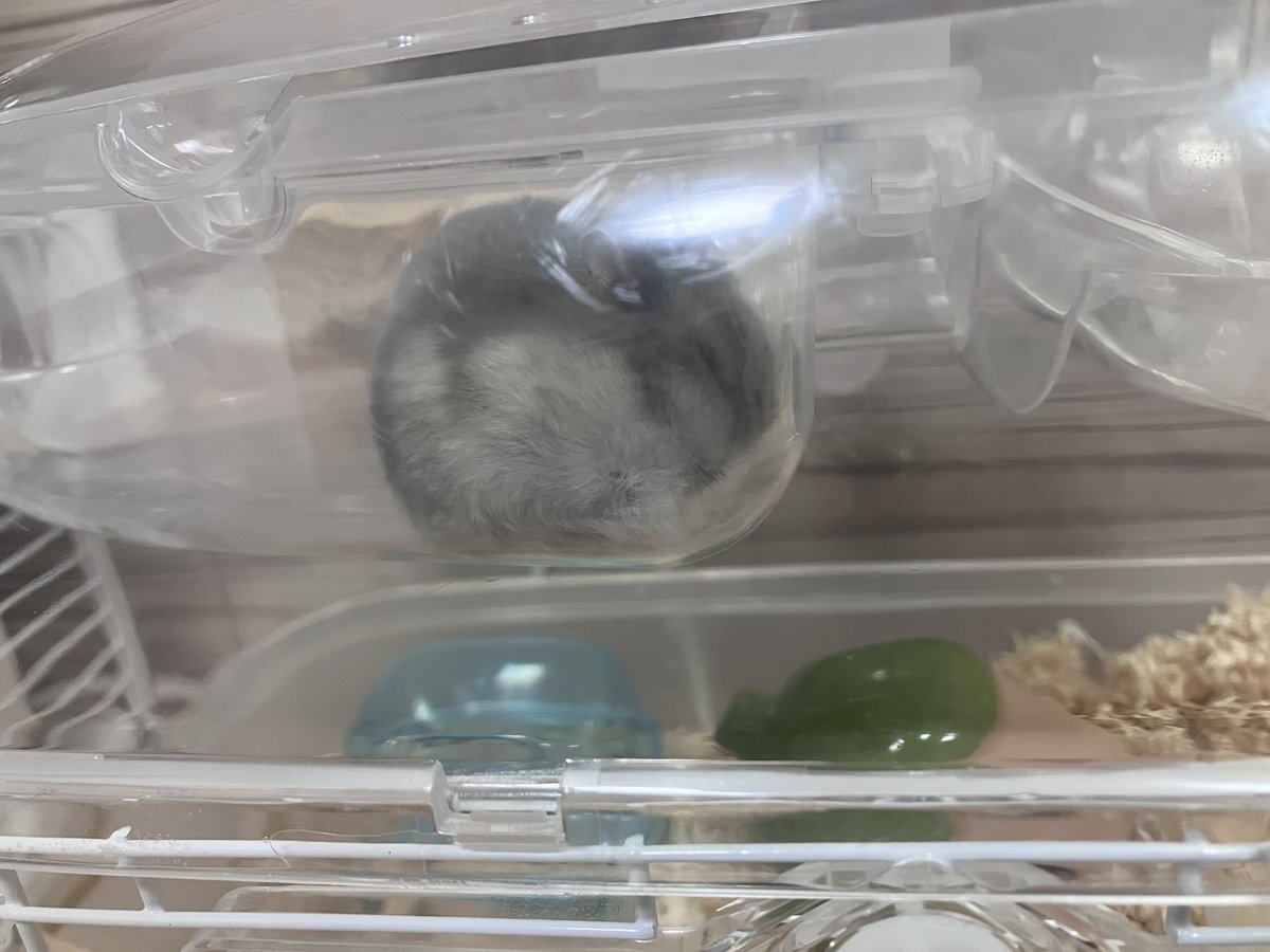 【ハムスター】りみ様 観察日記(20) 12/1〜12/7｜ichi LABO