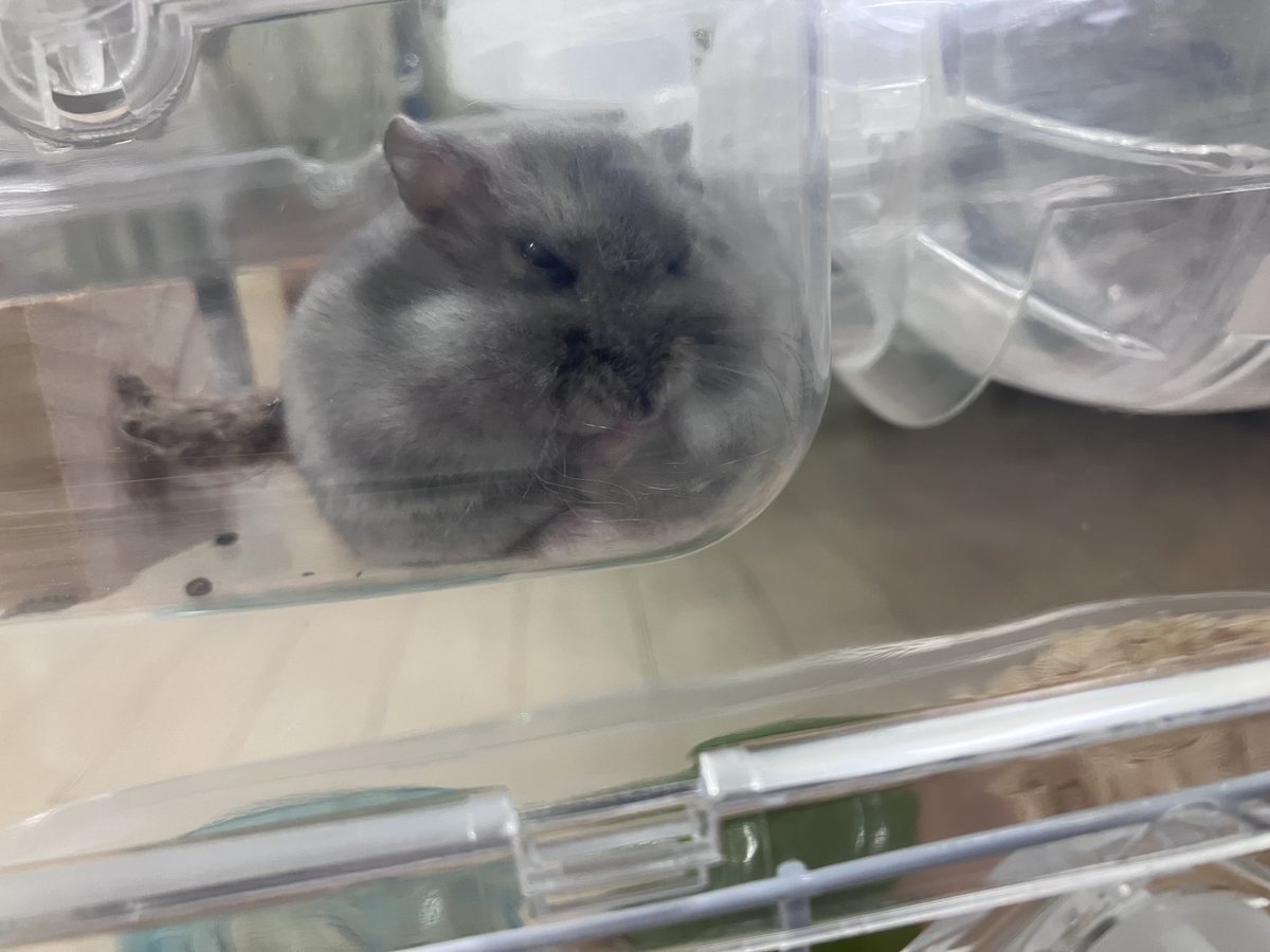 【ハムスター】りみ様 観察日記(20) 12/1〜12/7｜ichi LABO