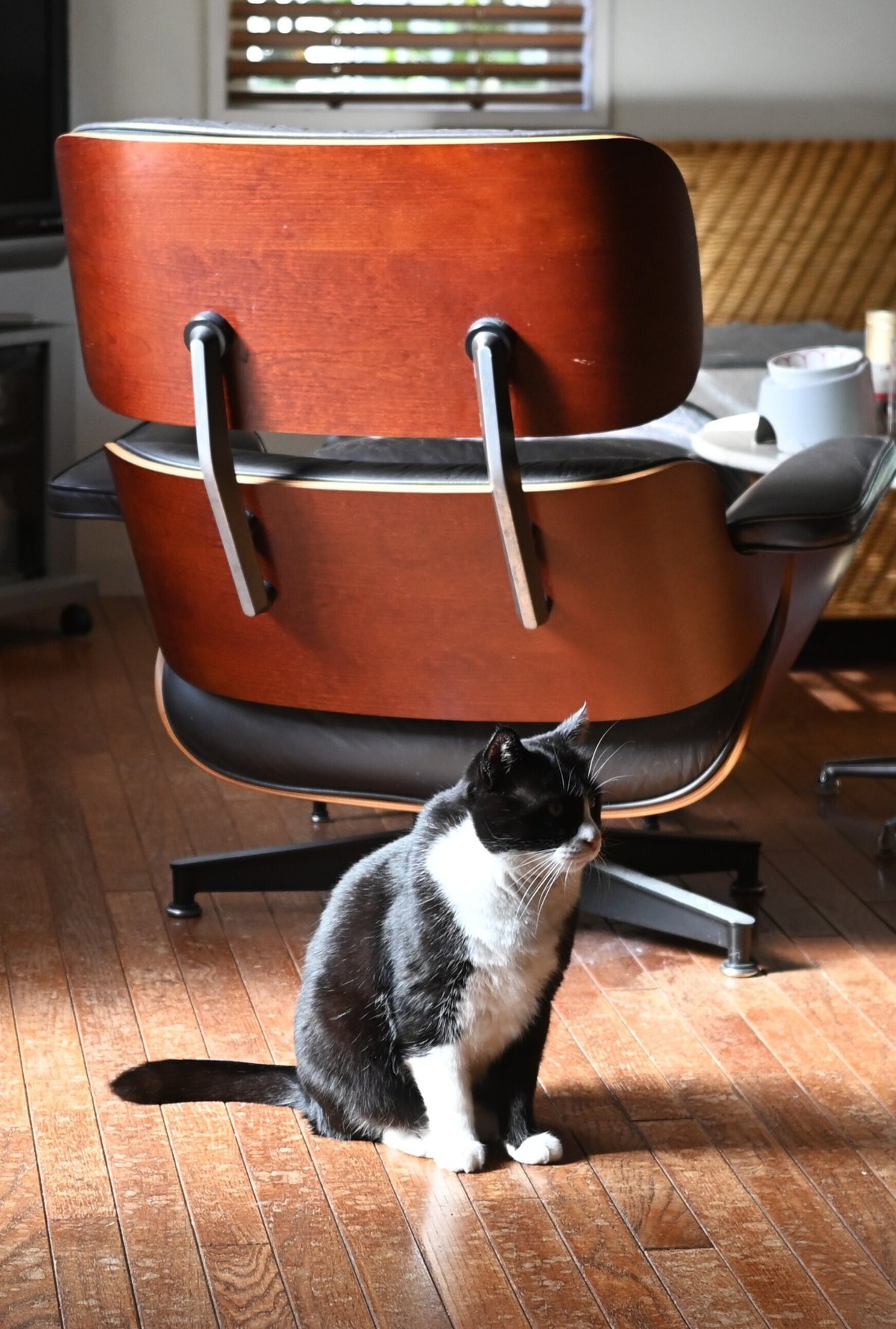 「猫百態」 ビーム｜Rabi Sato