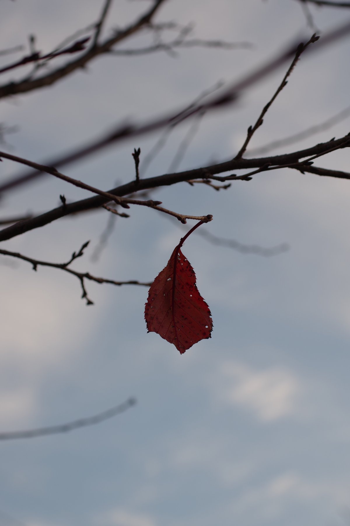【つぶやき】朝散歩｜むらしょう(Sho Nishimura)
