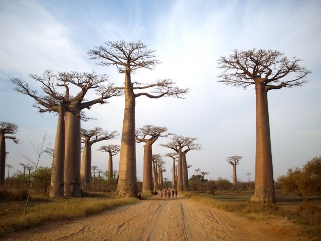 【threads、X】noteへお客様が勝手に移動するバオバブ集客のやり方｜azu【note販売×sns集客】