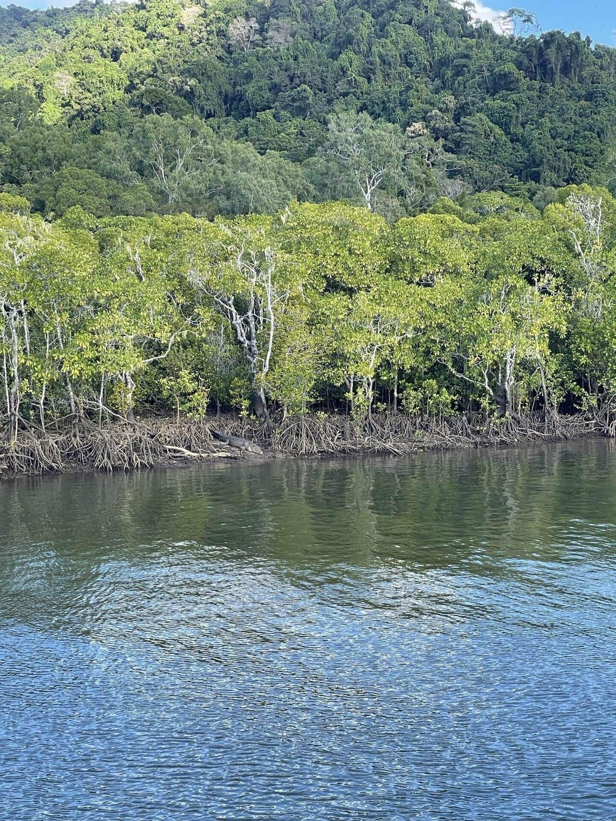 【🇦🇺Australia Cairns】オーストラリア|2泊4日旅｜グレートバリアリーフ100人しか入れない島へ｜shii_journey