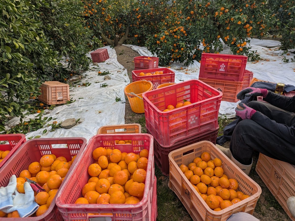 【再び和歌山県田辺市へ】リアル農業体験で感じたこと｜浅野紘毅/Asano.Hiroki