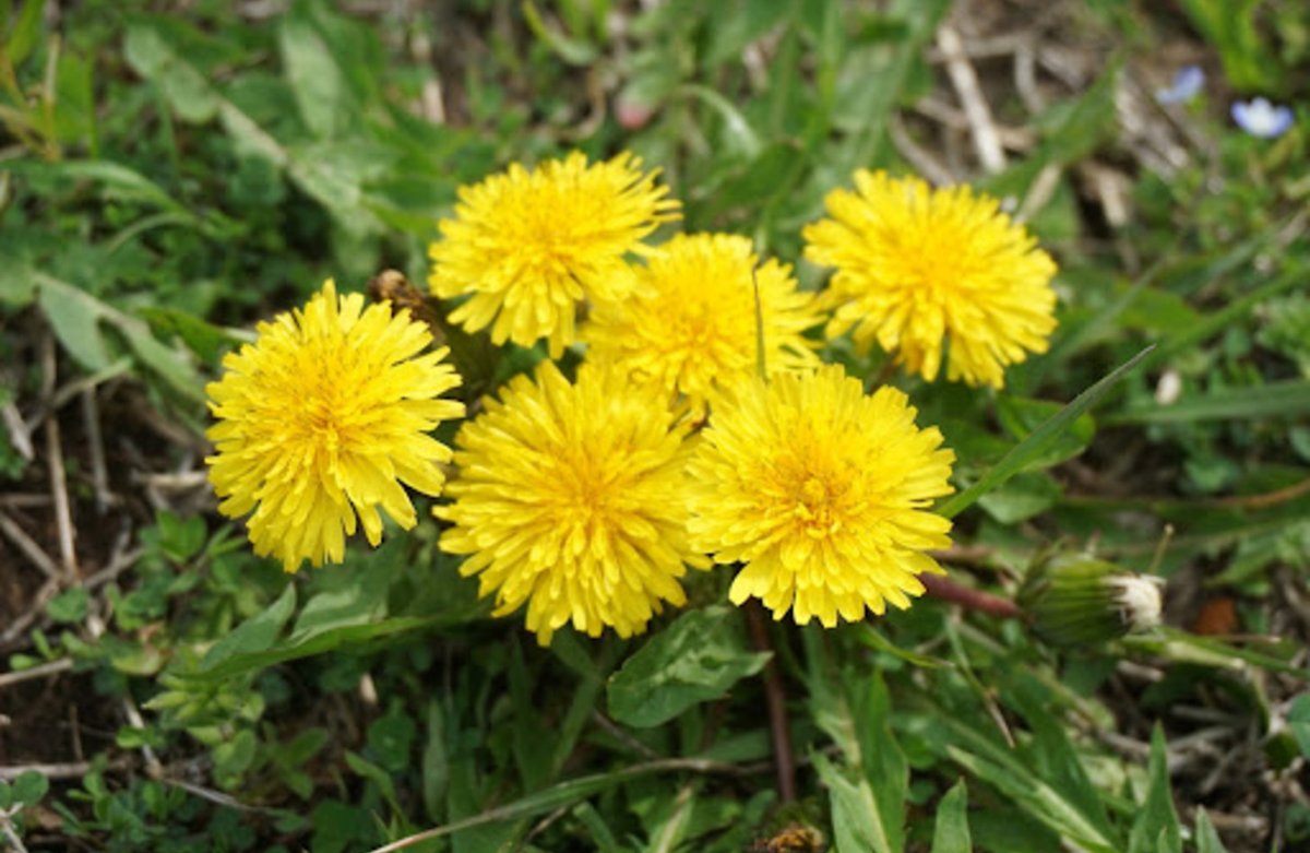 8種の野草で命を守れ！日本人が忘れた1万年のサバイバル術｜Mippya78 新しい光の波動