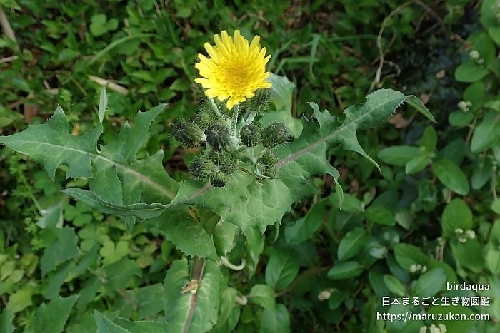 8種の野草で命を守れ！日本人が忘れた1万年のサバイバル術｜Mippya78 新しい光の波動