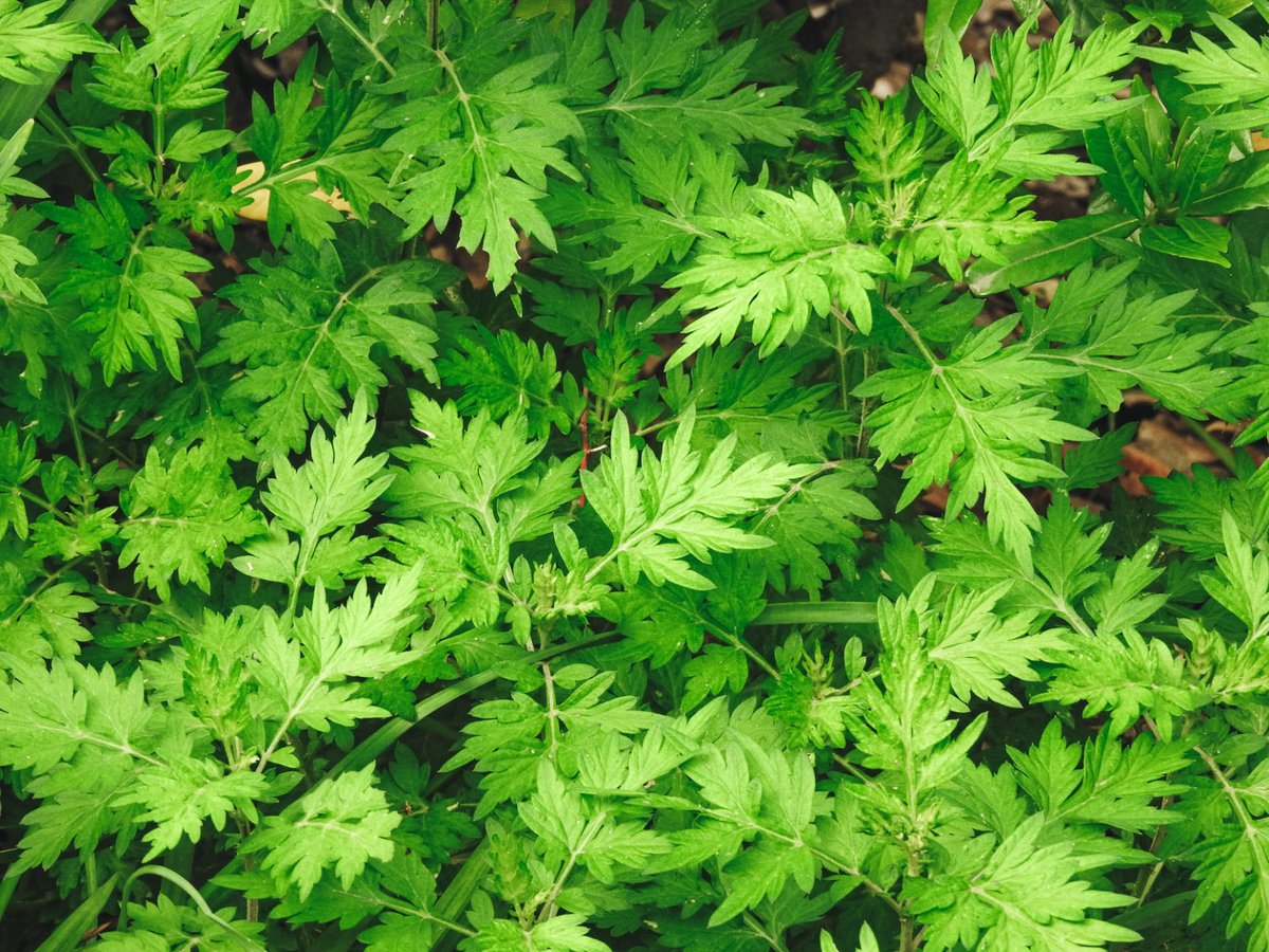 8種の野草で命を守れ！日本人が忘れた1万年のサバイバル術｜Mippya78 新しい光の波動