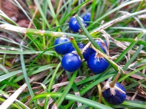 8種の野草で命を守れ！日本人が忘れた1万年のサバイバル術｜Mippya78 新しい光の波動