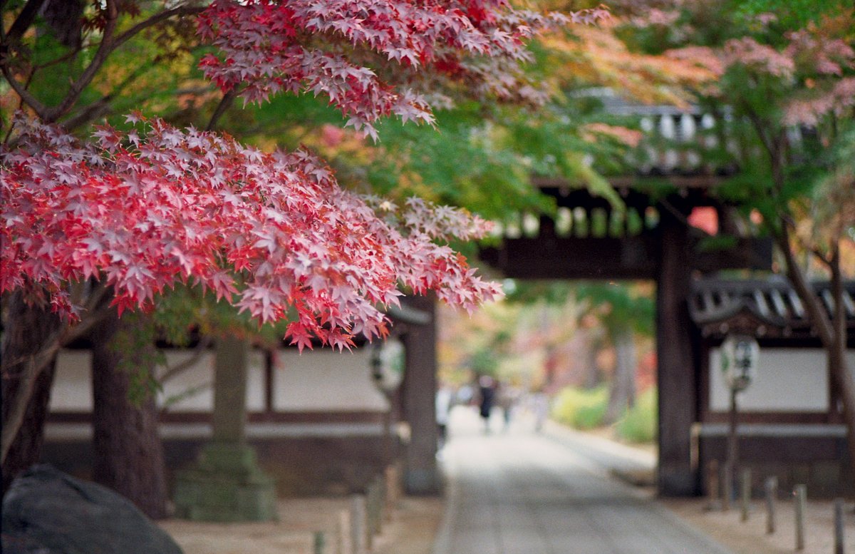 第39話 ペンタックスKM(フィルム機)で紅葉撮影｜Yasuhiro Ts