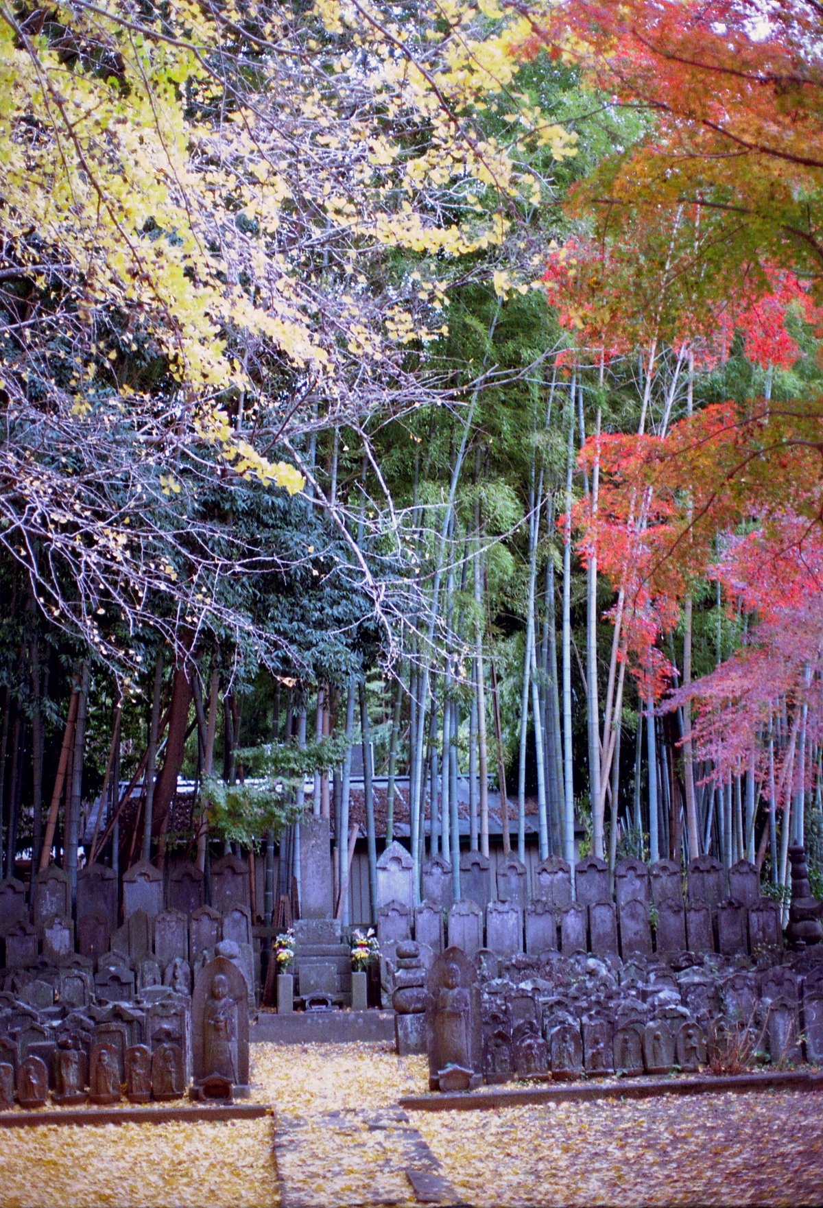 第39話 ペンタックスKM(フィルム機)で紅葉撮影｜Yasuhiro Ts