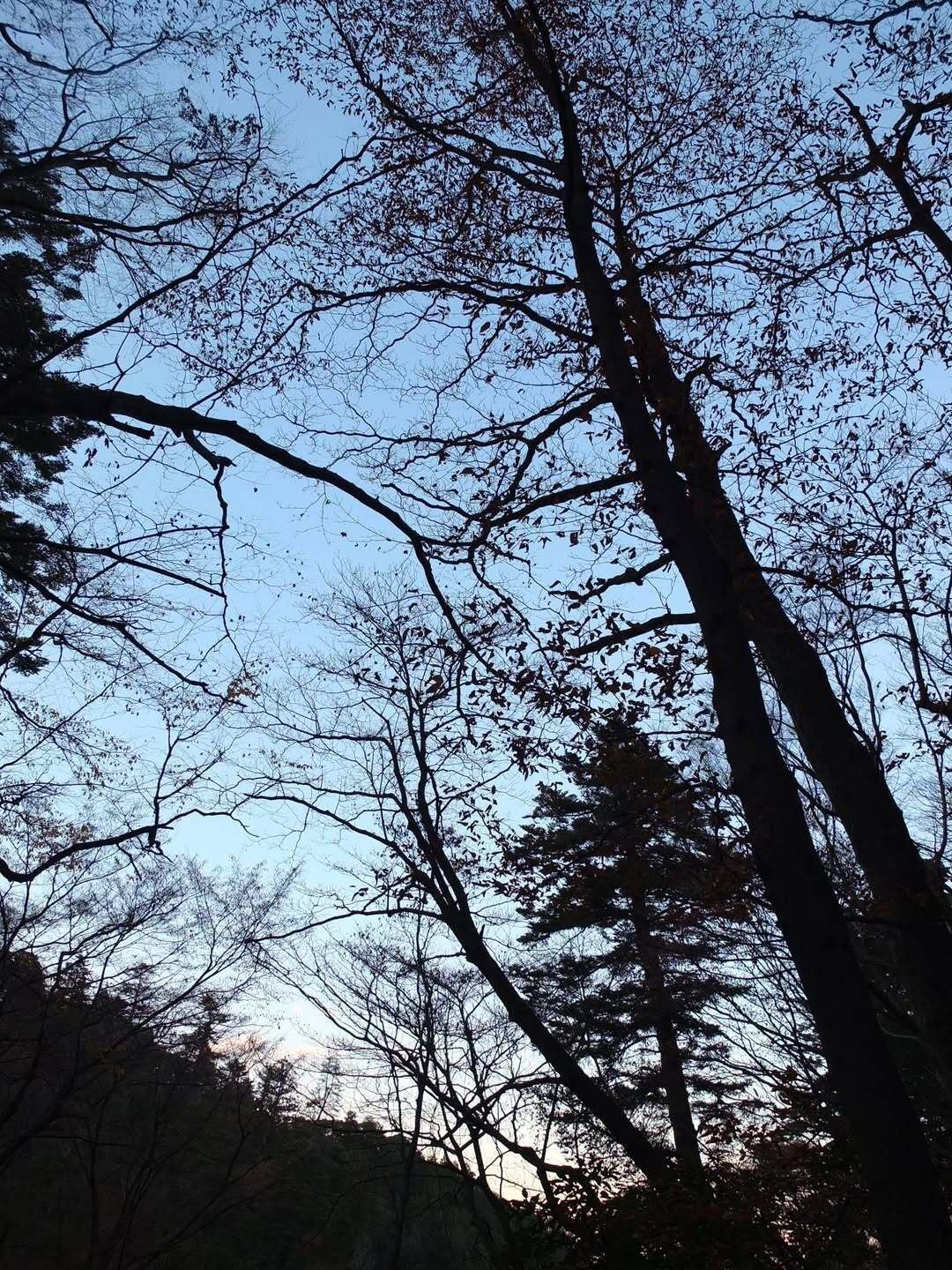 月例高尾山ハイク 2013#12｜Makoto Kojima