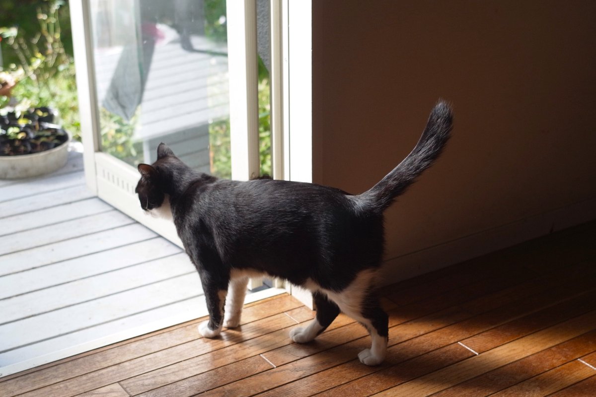 「光でスケッチ」 キャットテール｜Rabi Sato