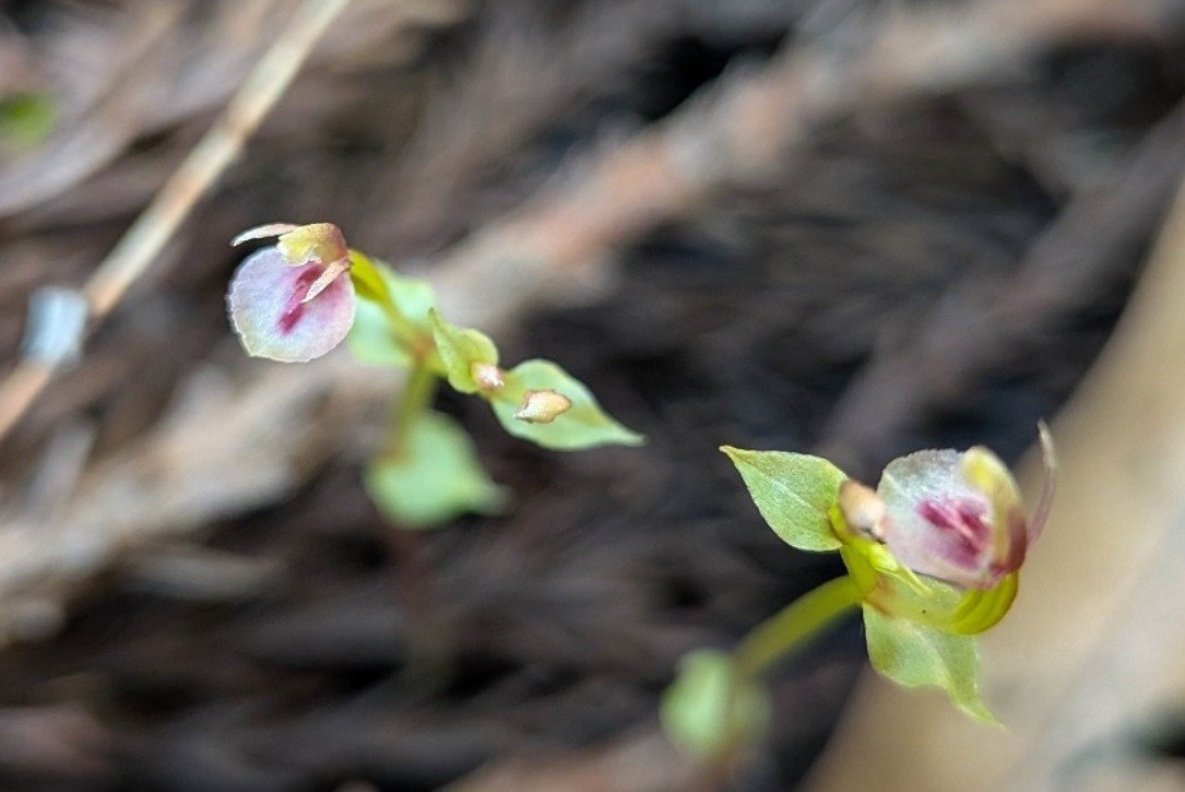 山の絶滅危惧種など動植物との出会いは貴重で消滅の危機にある。｜山旅天空倶楽部