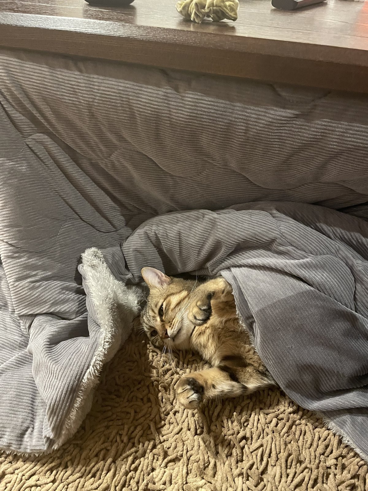 ネコに似合う季節、それは冬｜主夫HB