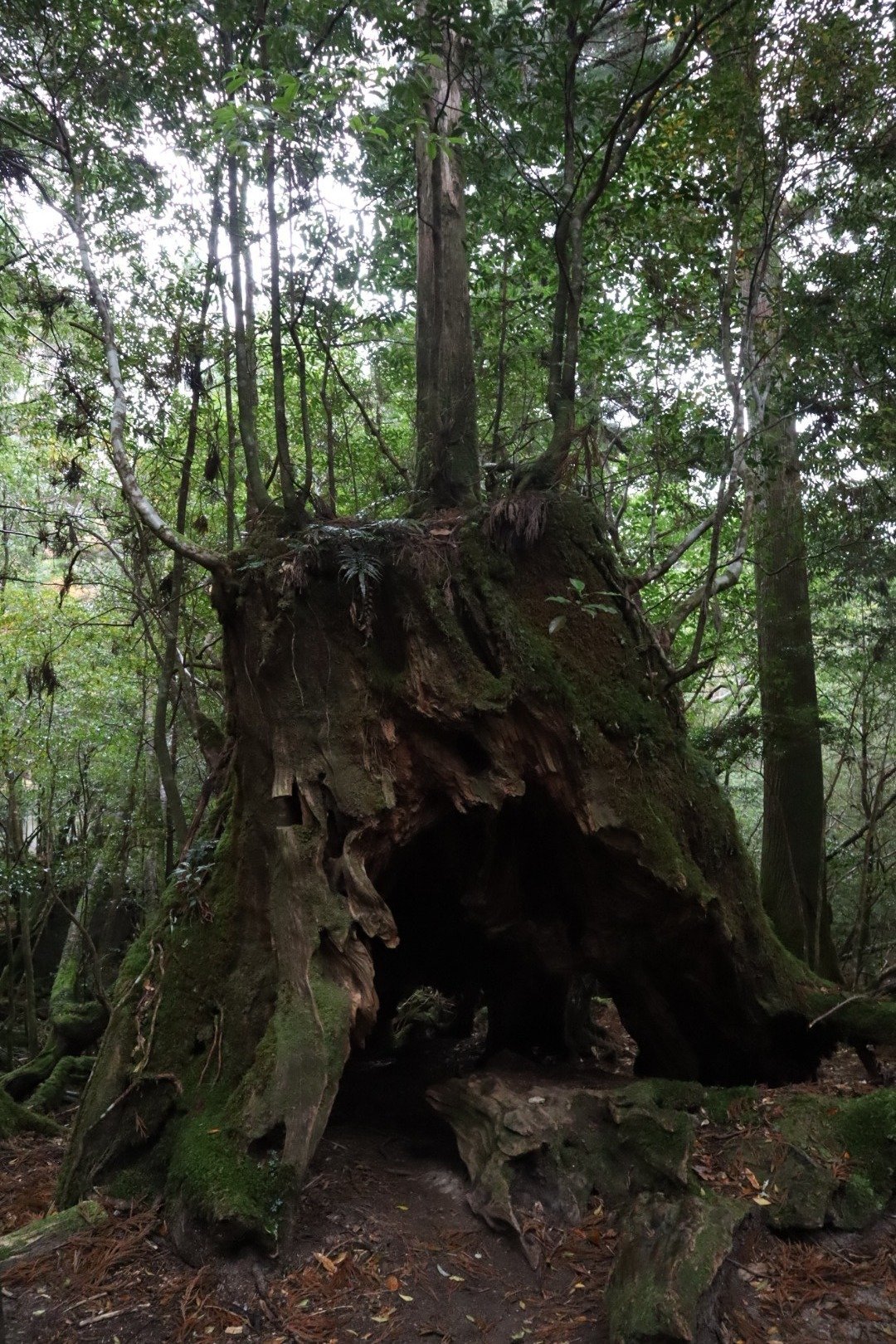 屋久島旅2025 vol. 3 白谷雲水峡散策と西部照葉樹林ガイドツアー｜Kouhei Nishida