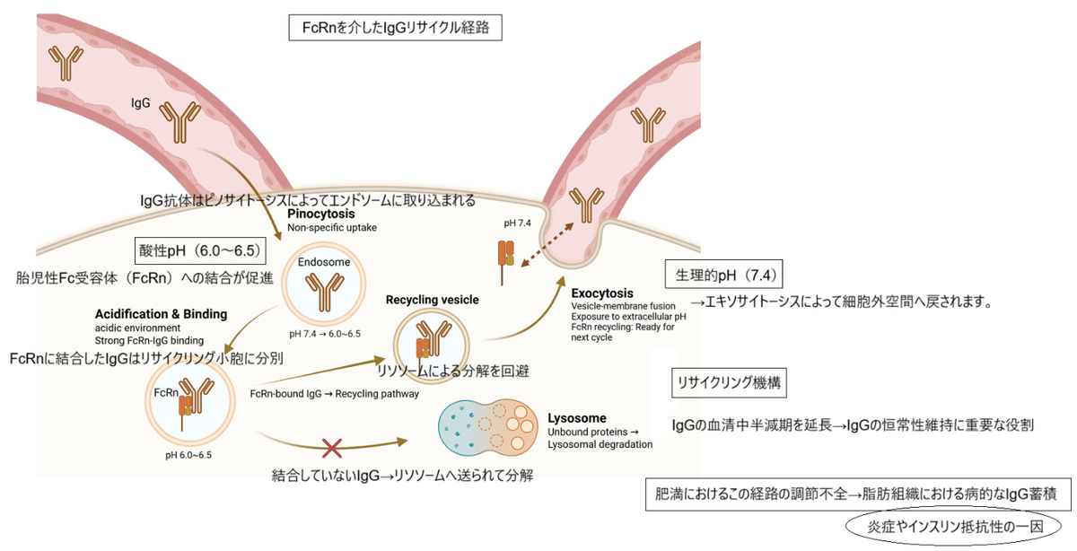 IgGを介した免疫代謝機能障害の時間的ダイナミクス：急性肥満から慢性老化まで｜カイン