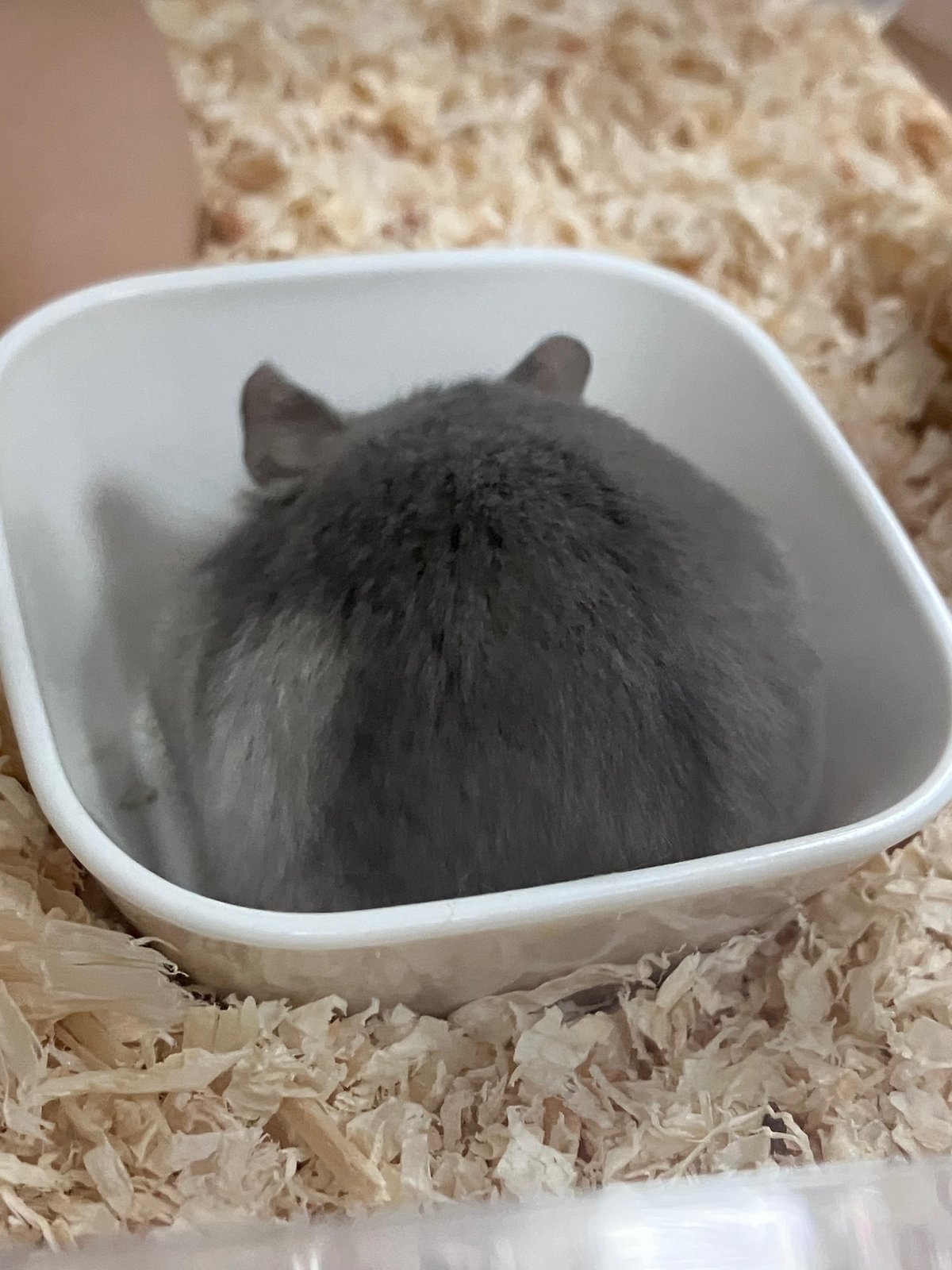 【ハムスター】りみ様 観察日記(21) 12/8〜12/14｜ichi LABO