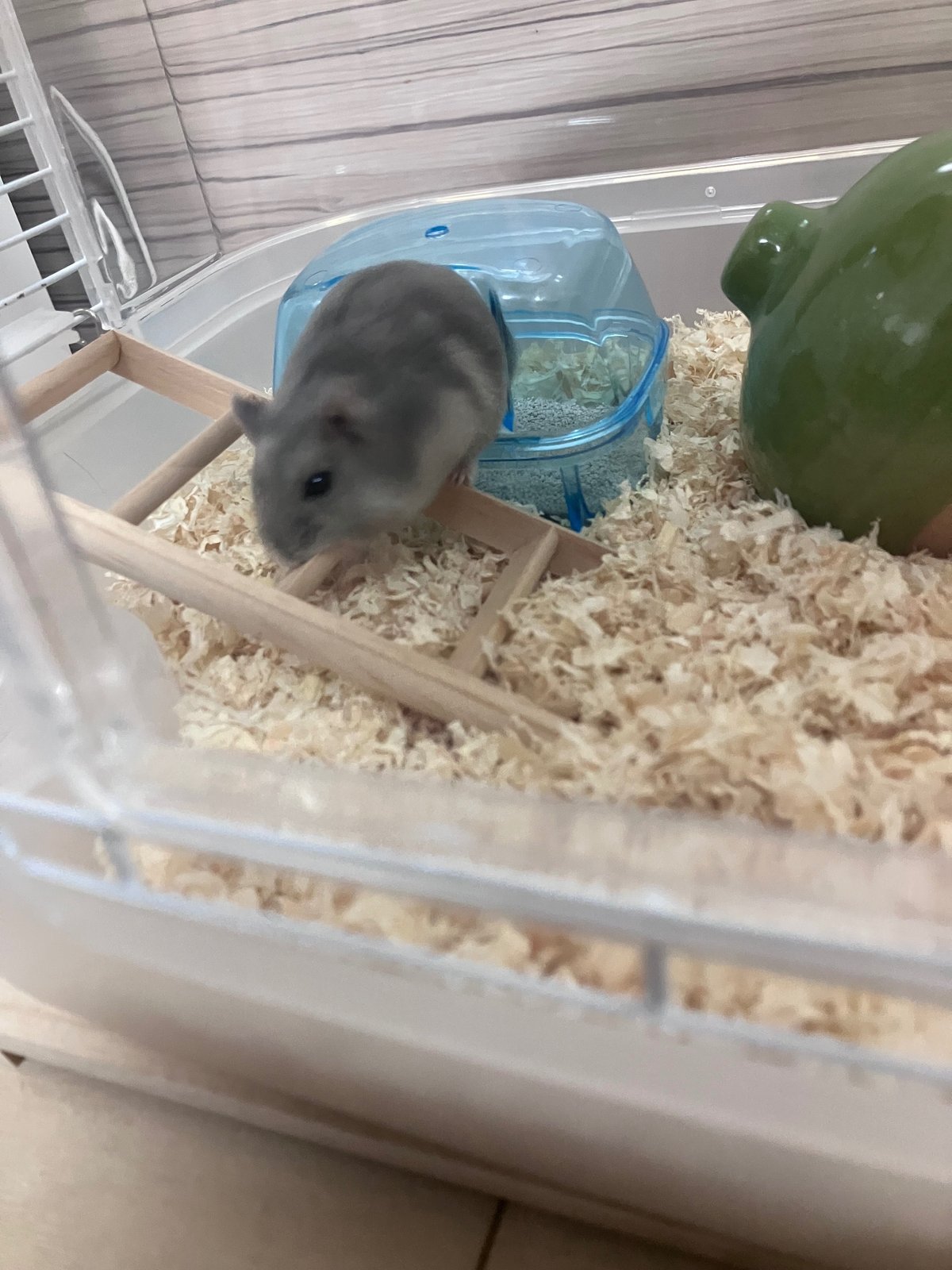 【ハムスター】りみ様 観察日記(21) 12/8〜12/14｜ichi LABO